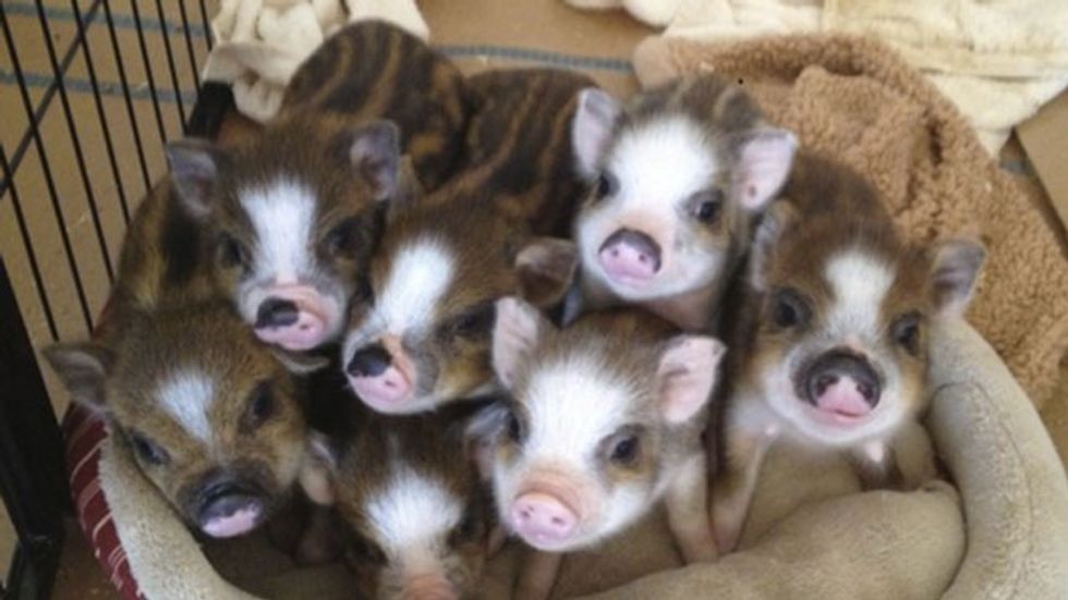 12 Baby Animals That Will Automatically Lower Your Stress Levels