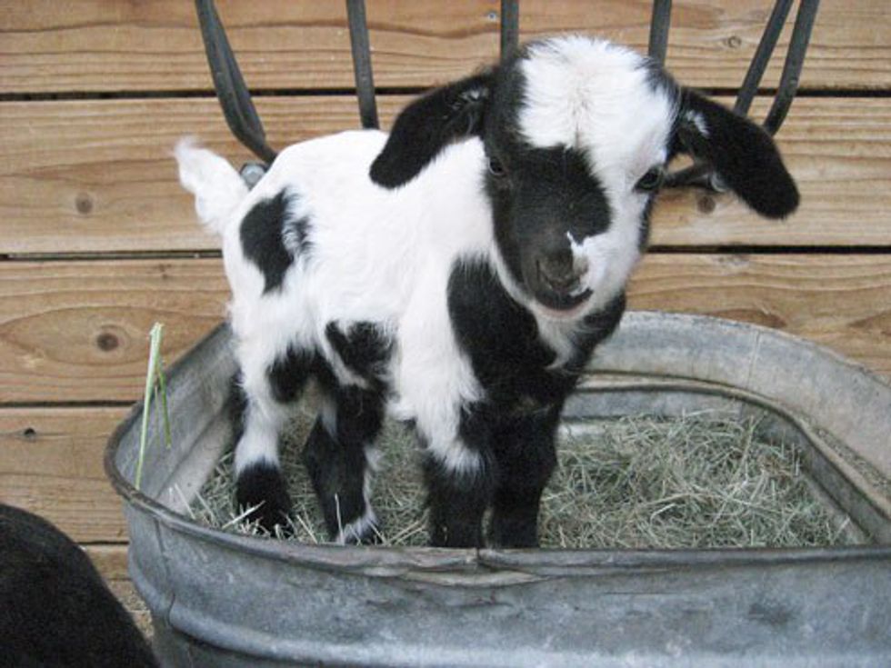 12 Baby Animals That Will Automatically Lower Your Stress Levels