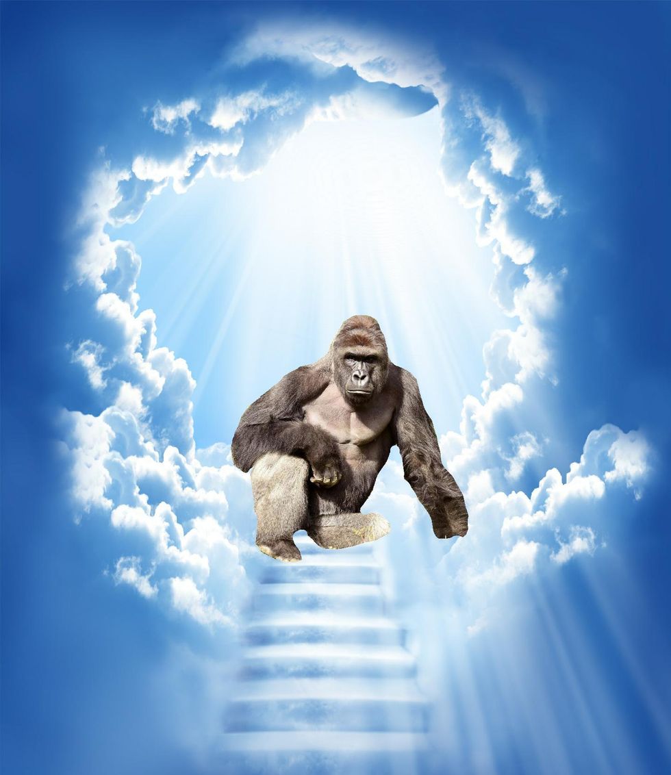 Why Harambe is a Christ Figure