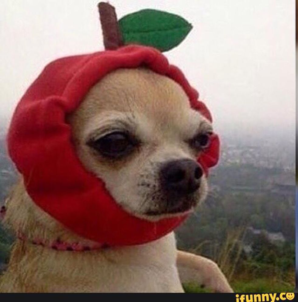 Top 10 Doggos For Sale!