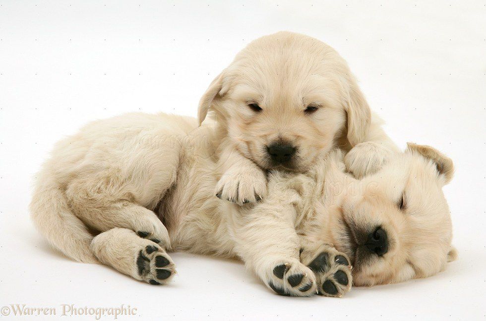 Top 10 Cutest Puppies