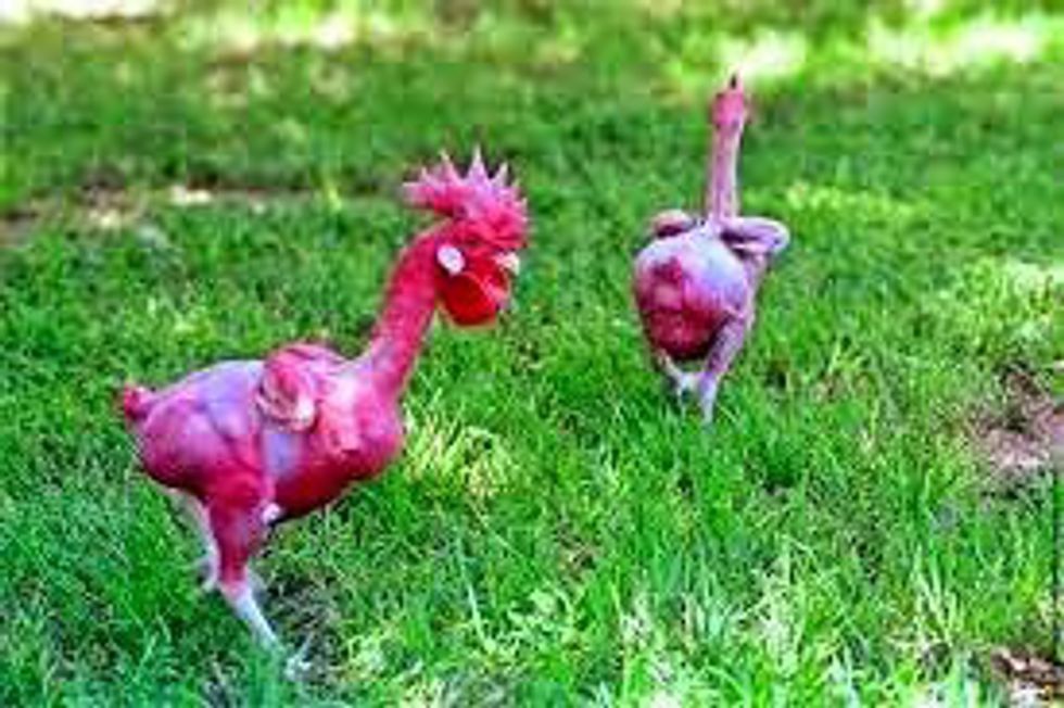 KFC Mutant Chickens