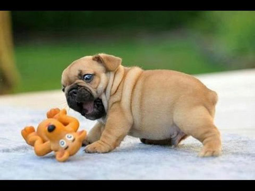 20 Dogs That Are Sure To Cheer You Up