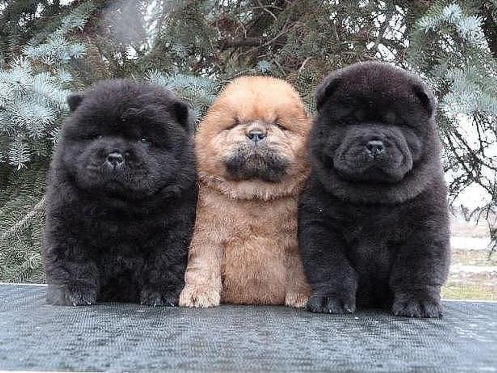 20 Dogs That Are Sure To Cheer You Up