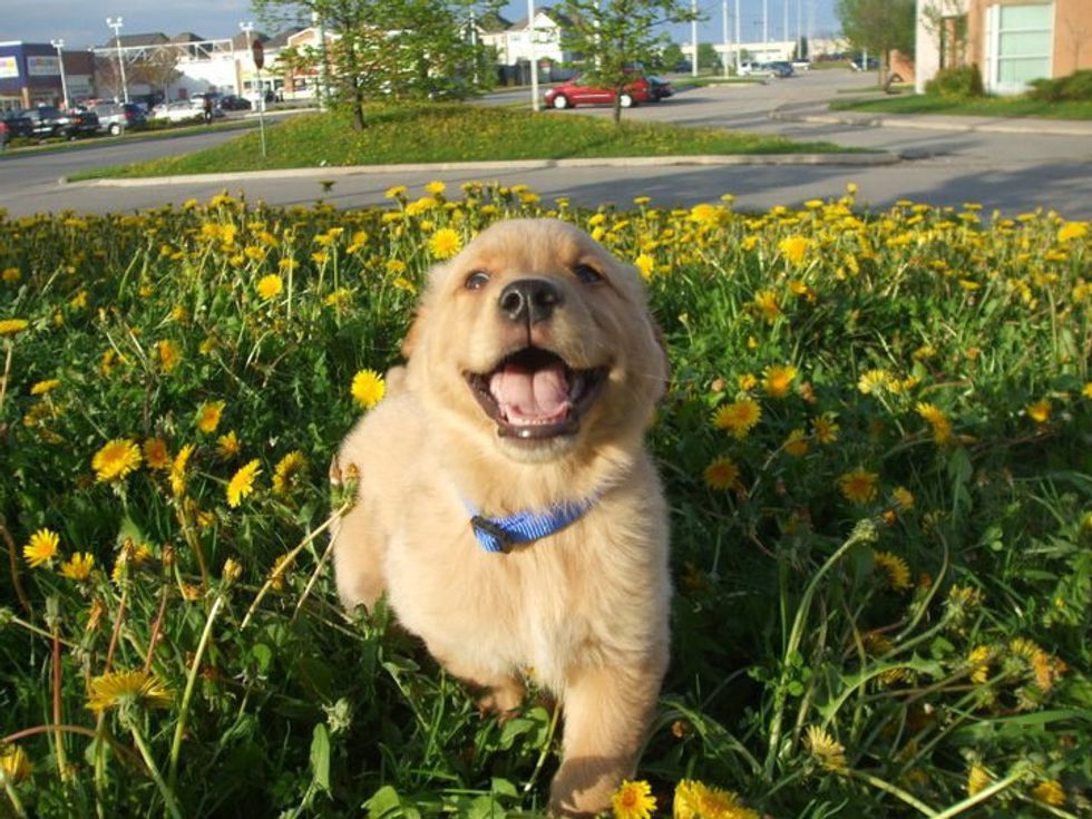 20 Dogs That Are Sure To Cheer You Up