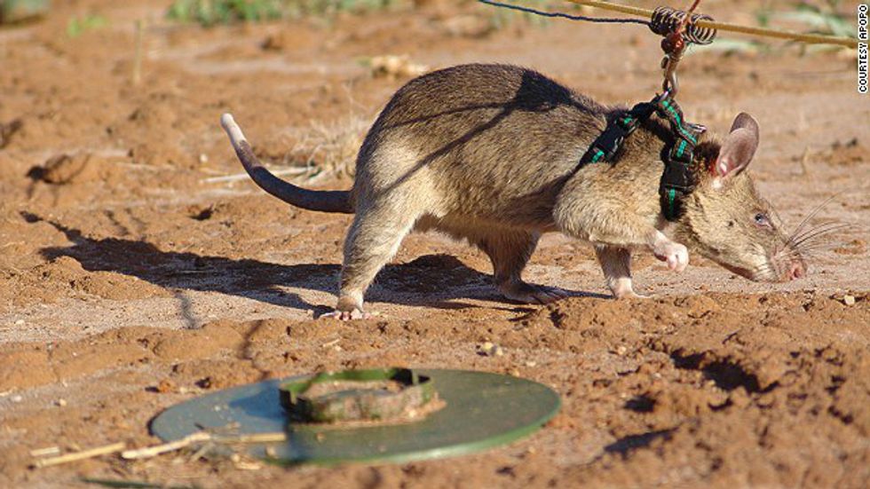 Landmine-Detecting "Hero Rats" Are Here To Save The Day!