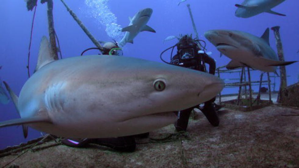 11 Shark Facts for Shark Week