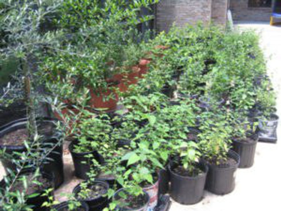 Container Gardening 101