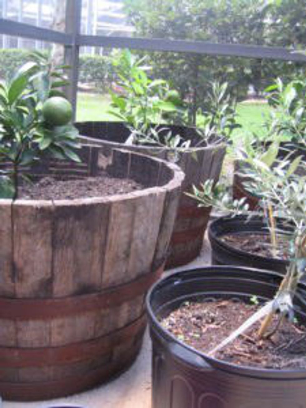 Container Gardening 101