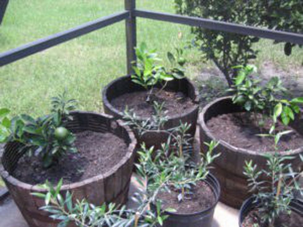 Container Gardening 101