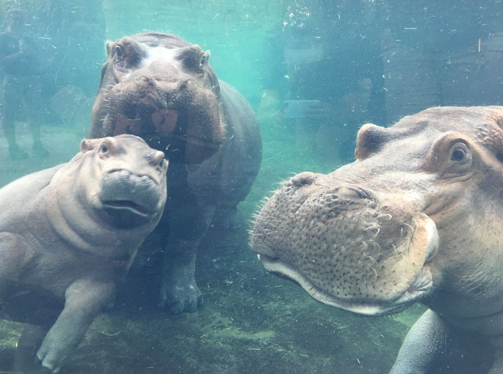 R.I.P. Henry The Hippopotamus