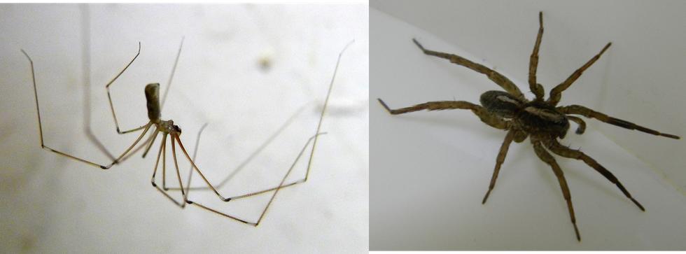 The Curious Case Of The Cellar Spider