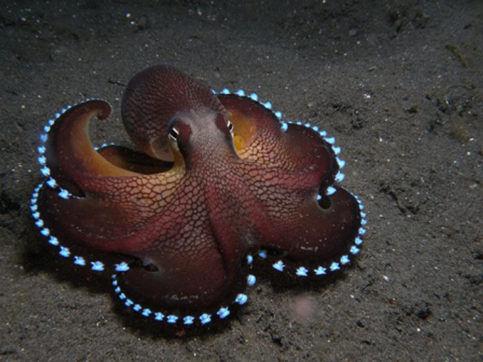 8 Coolest Octopods In The Oceans