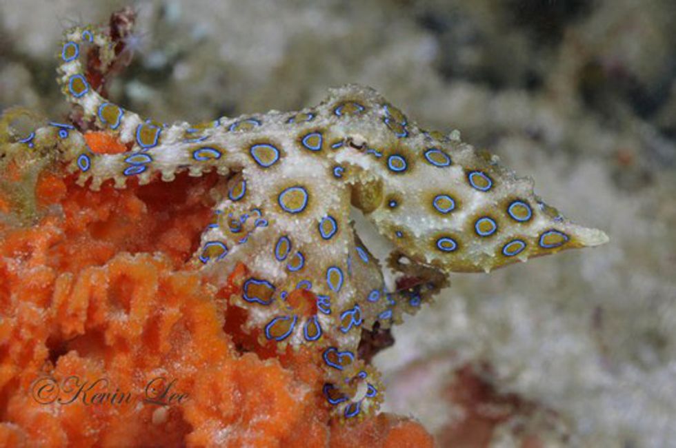 8 Coolest Octopods In The Oceans
