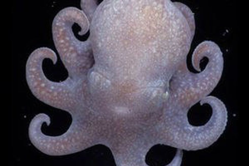 8 Coolest Octopods In The Oceans