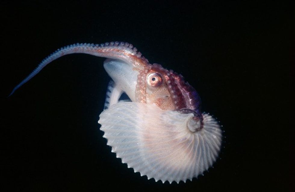 8 Coolest Octopods In The Oceans