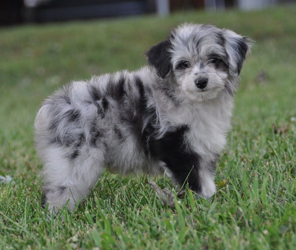 11 Of The Cutest Mixed Breed Puppies