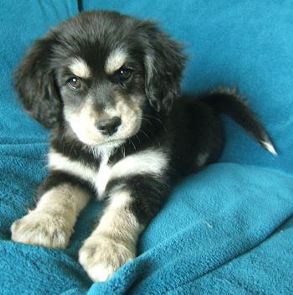 11 Of The Cutest Mixed Breed Puppies