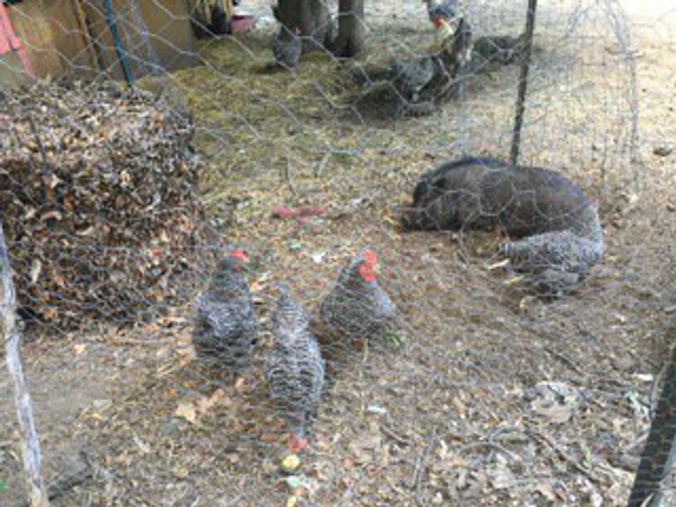 Jerusalem Farm: The Best Way To Learn About The Earth