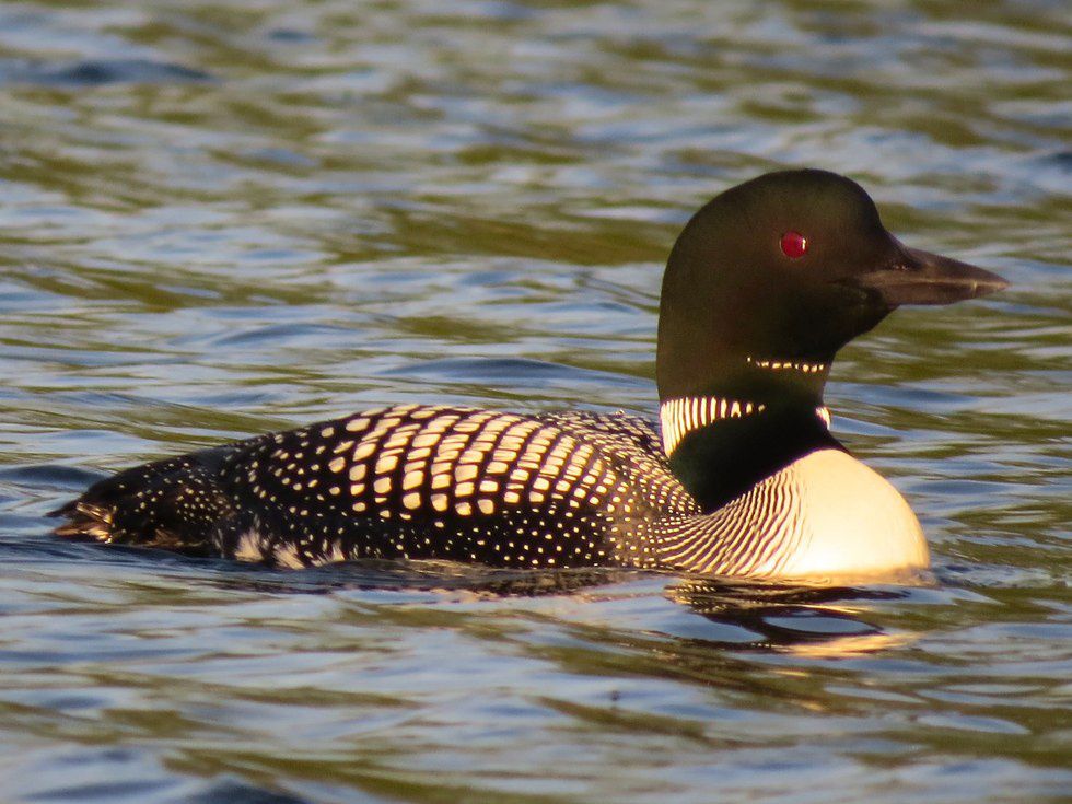 Why Becky Is The Most Important Character In "Finding Dory"