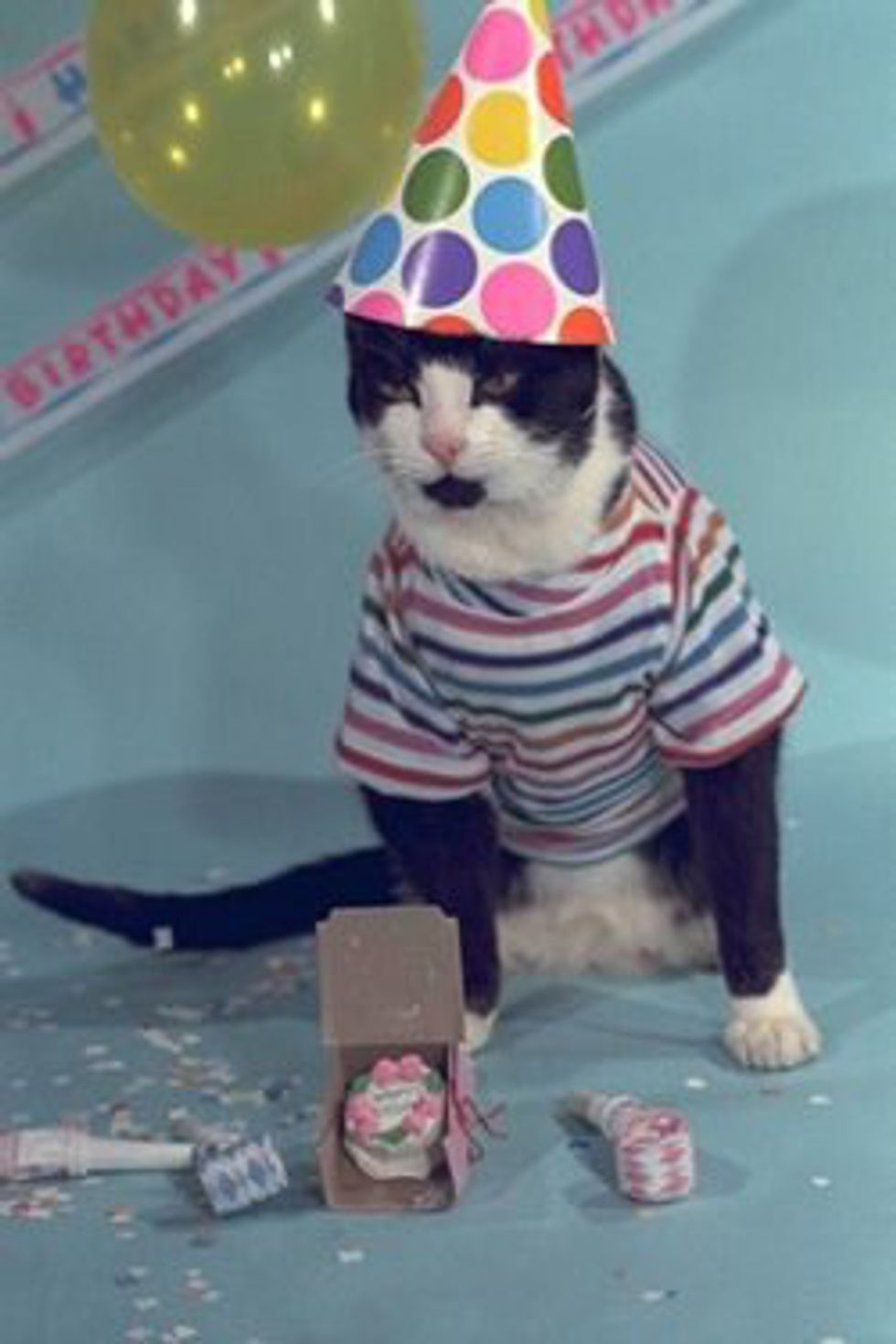Tips For How To Throw A Purr-fect Party For Your Cats