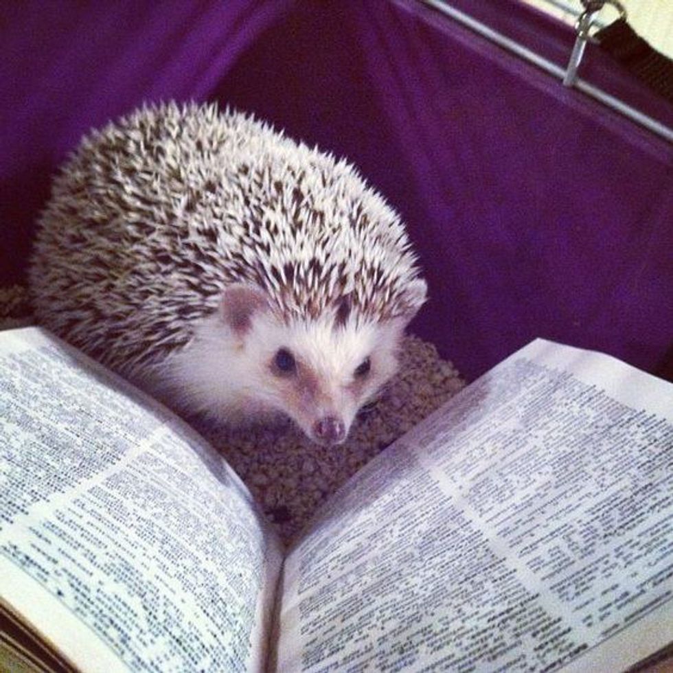 10 Reasons Why Hedgehogs Make The Best College Pets