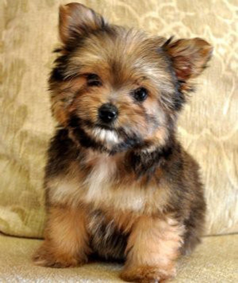 15 Adorable Hybrid Puppies That Will Have You Smiling