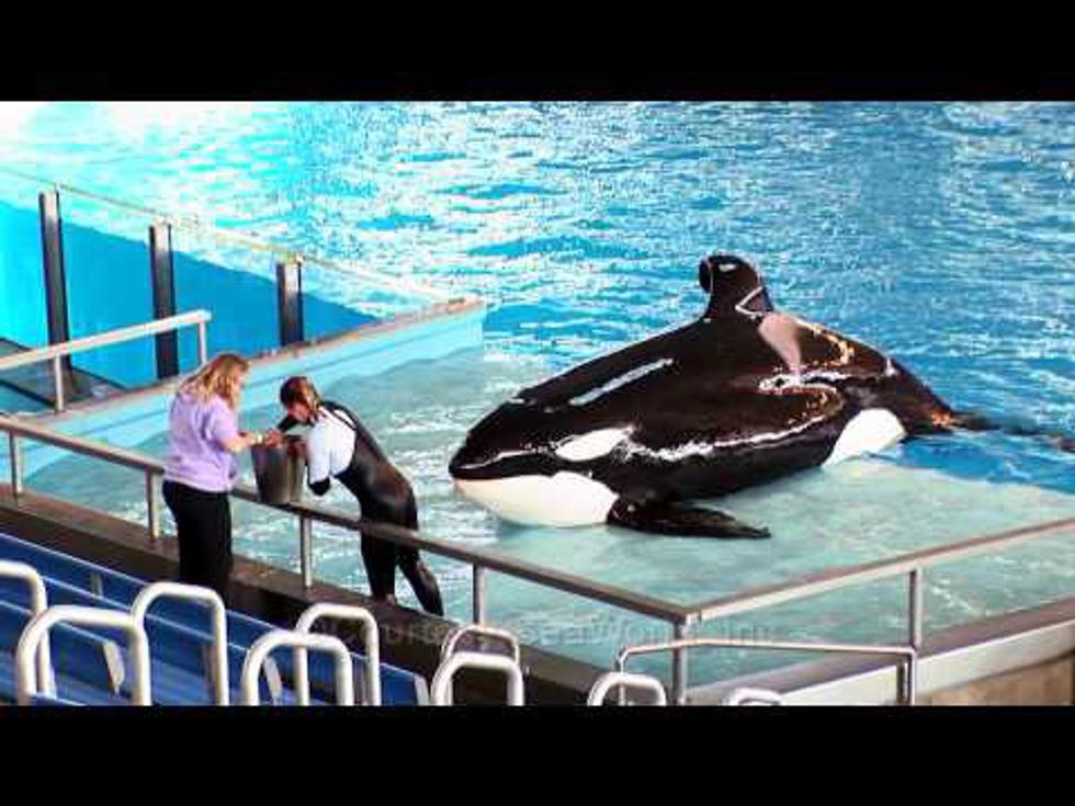 Why Orcas Shouldn't Be Held Captive