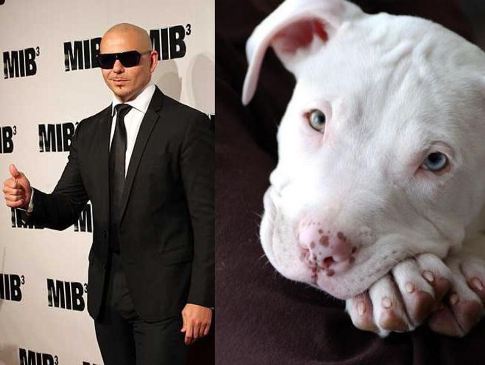 10 Reasons Why Pitbull Is The Best Artist Of Our Generation