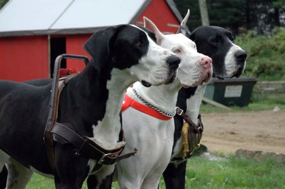 11 Ways To Make A Service Dog Handler's Day