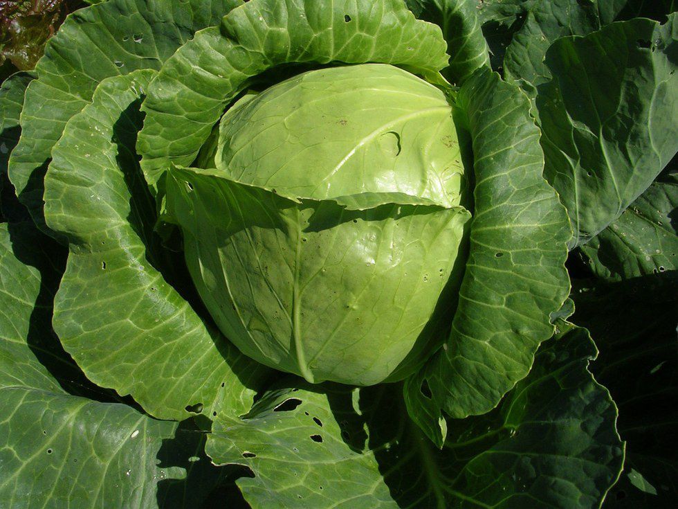 Disney Princesses Reimagined As Cabbages Part 2