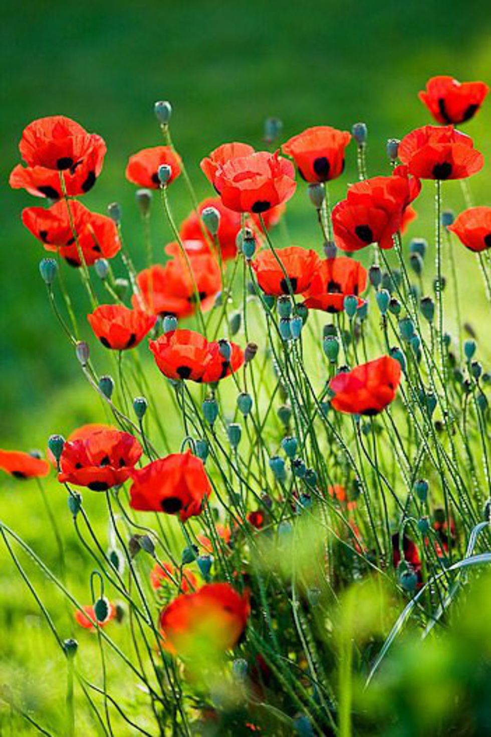 The Best Kinds Of Flowers You Could Buy Someone