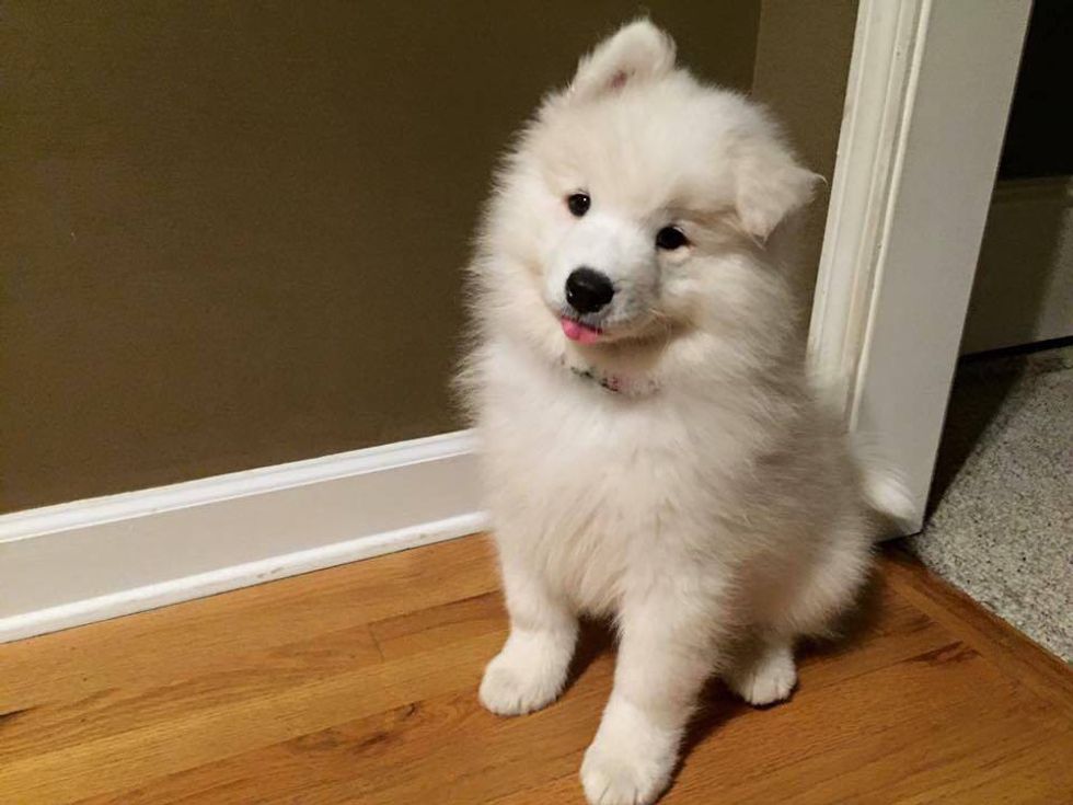 13 Reasons Samoyeds Are The Best Dogs Ever