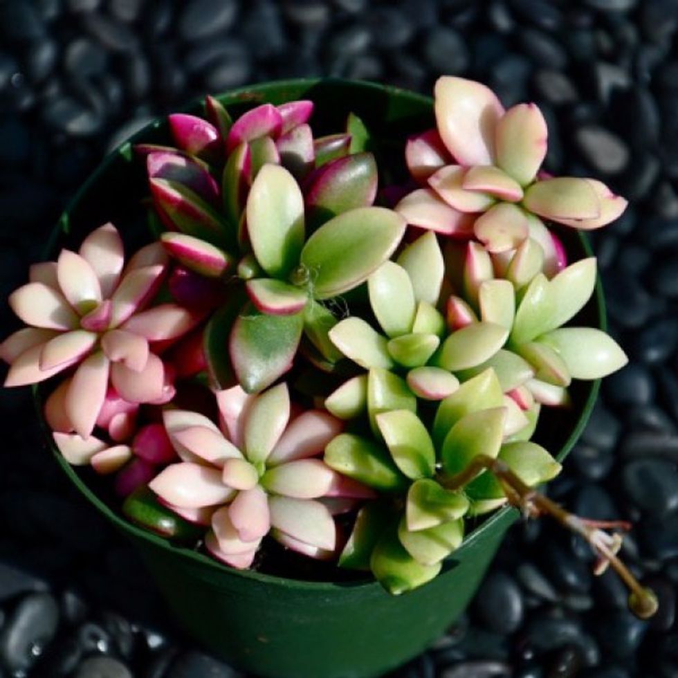 Tips for caring for your new potted pal