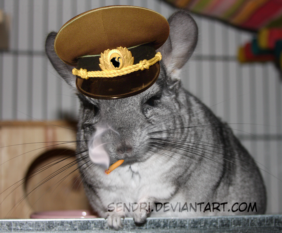 8 Reasons That Chinchillas Are The Best Pet