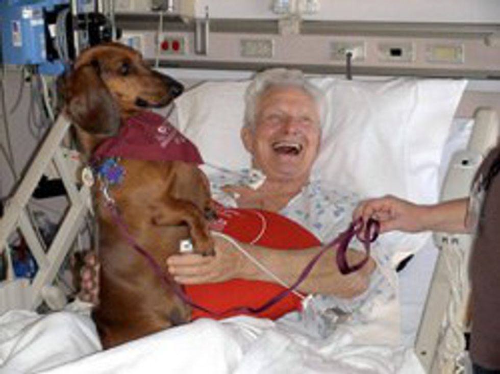 8 Ways Animals Help Maintain Human Health