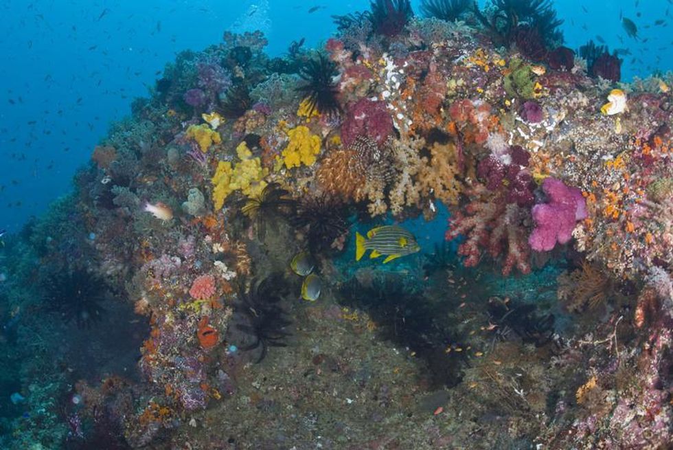 What Is Killing Coral Reefs Around The World?