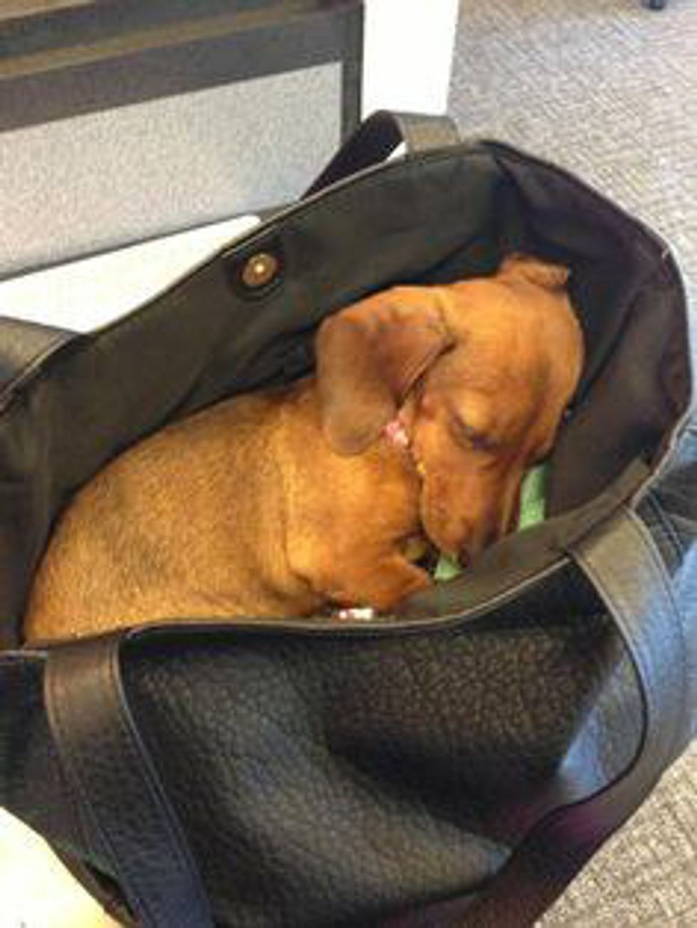 Why Everyone Needs A Wiener Dog