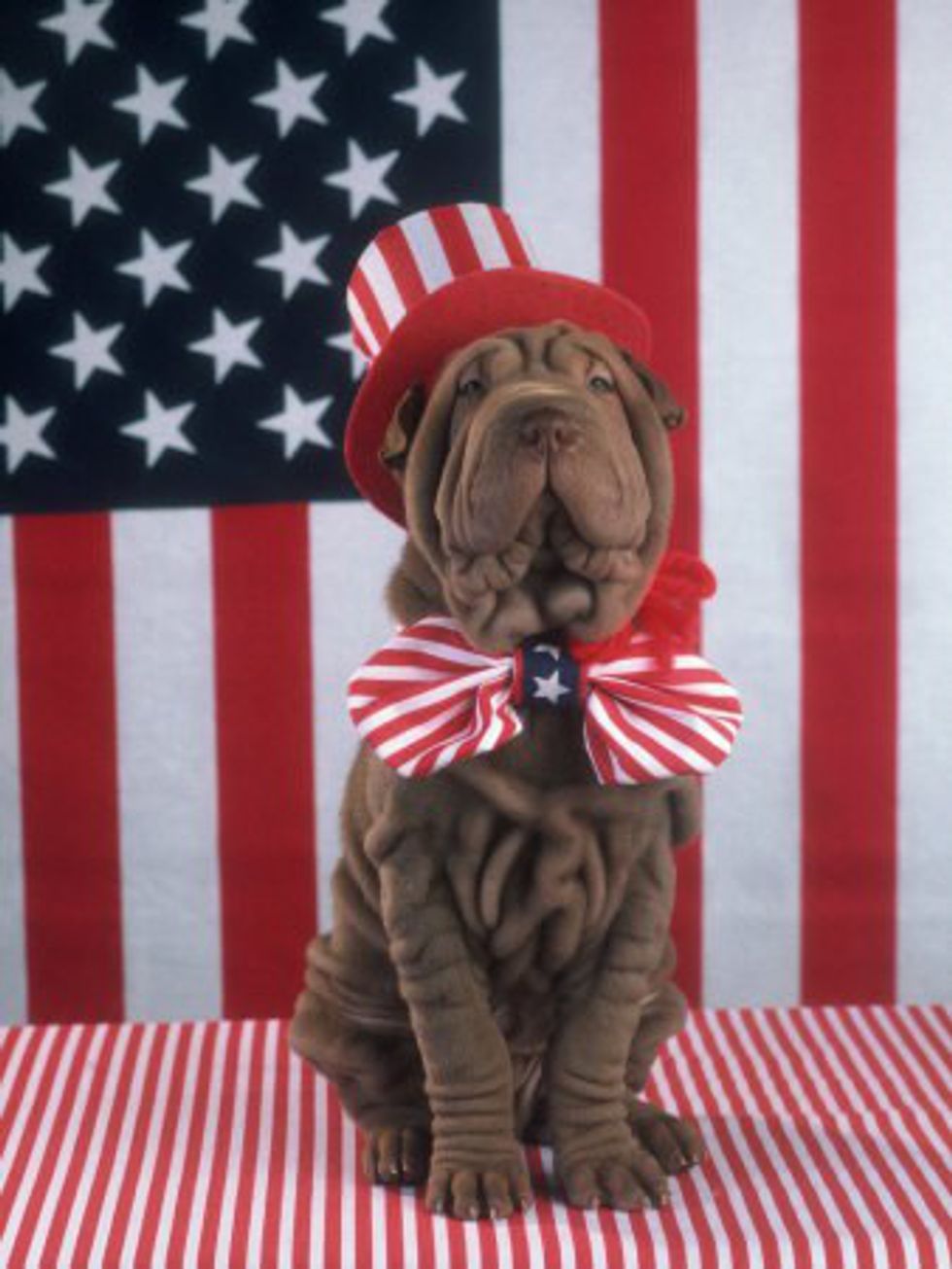 29 Patriotic Dogs To Make Your 4th Even Better