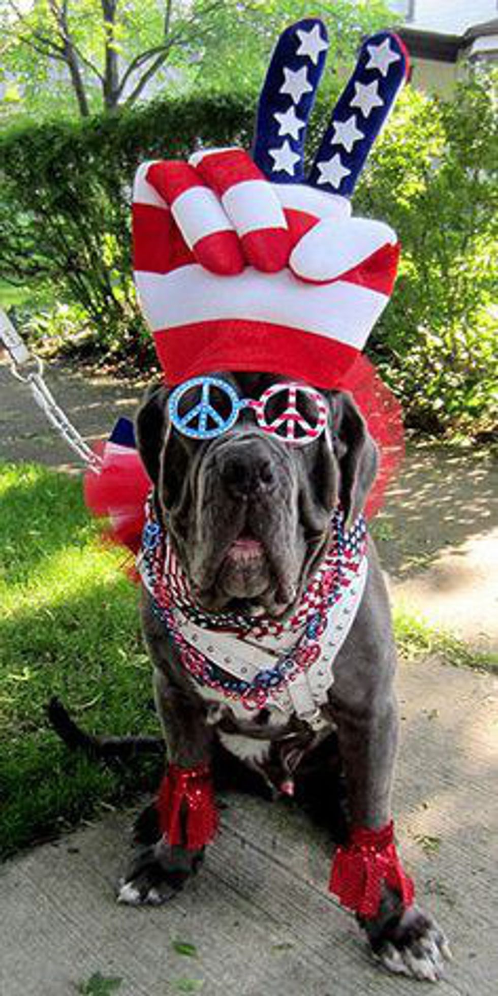 29 Patriotic Dogs To Make Your 4th Even Better