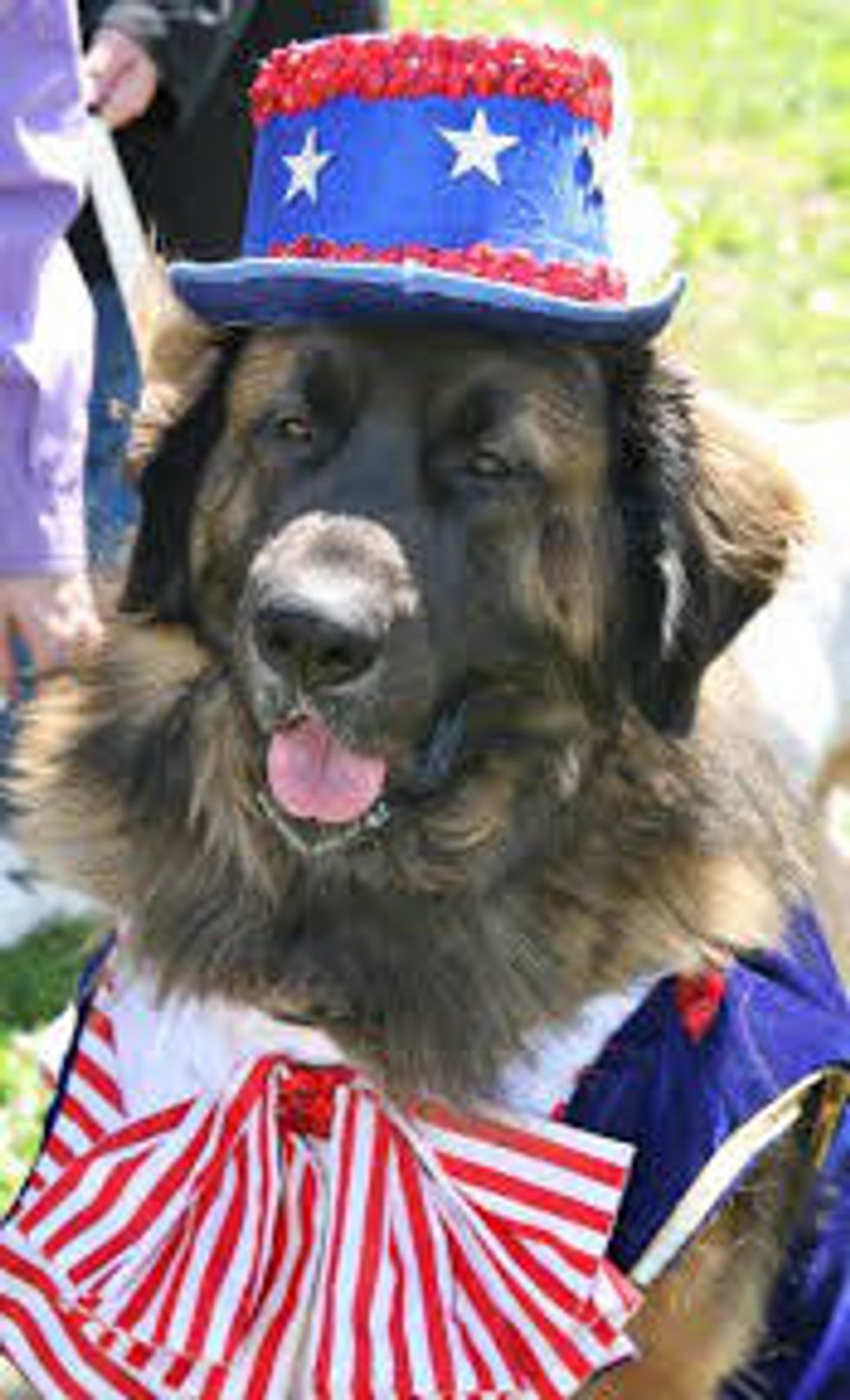 29 Patriotic Dogs To Make Your 4th Even Better