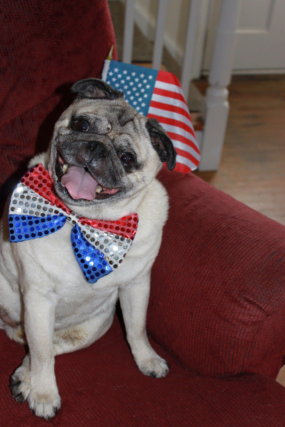 29 Patriotic Dogs To Make Your 4th Even Better