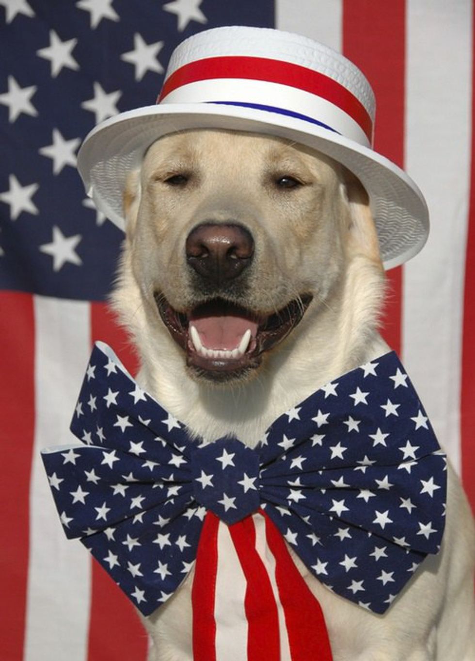 29 Patriotic Dogs To Make Your 4th Even Better