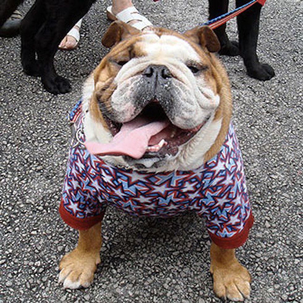 29 Patriotic Dogs To Make Your 4th Even Better