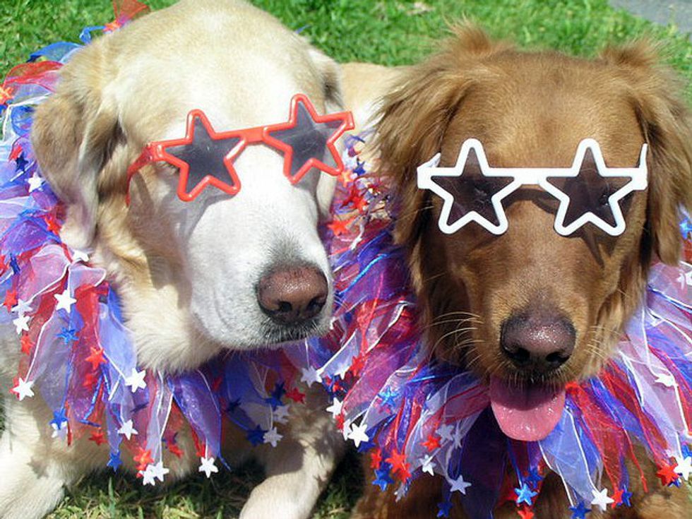 29 Patriotic Dogs To Make Your 4th Even Better