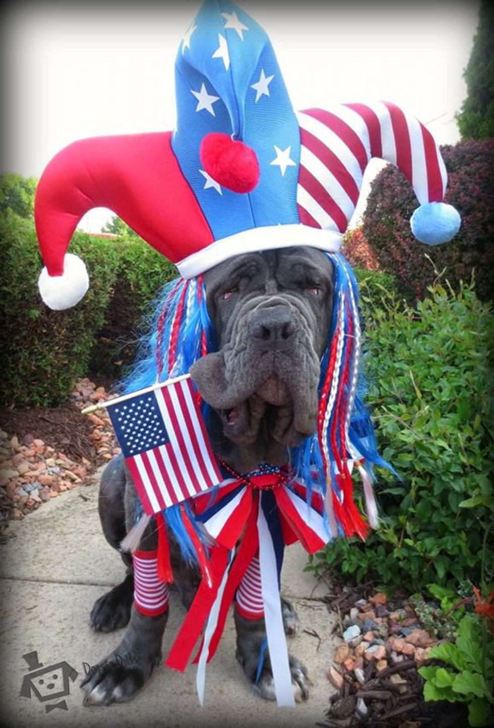 29 Patriotic Dogs To Make Your 4th Even Better