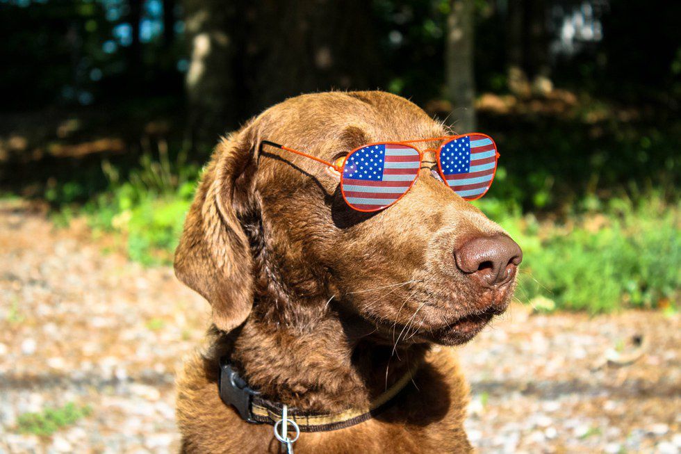29 Patriotic Dogs To Make Your 4th Even Better