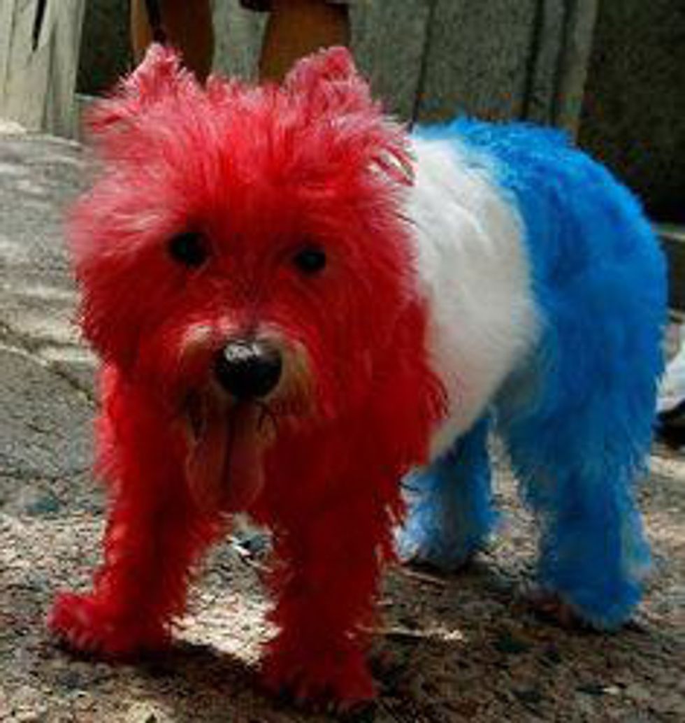 29 Patriotic Dogs To Make Your 4th Even Better