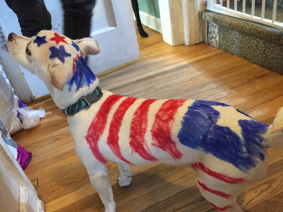 29 Patriotic Dogs To Make Your 4th Even Better