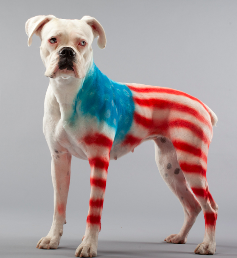 29 Patriotic Dogs To Make Your 4th Even Better